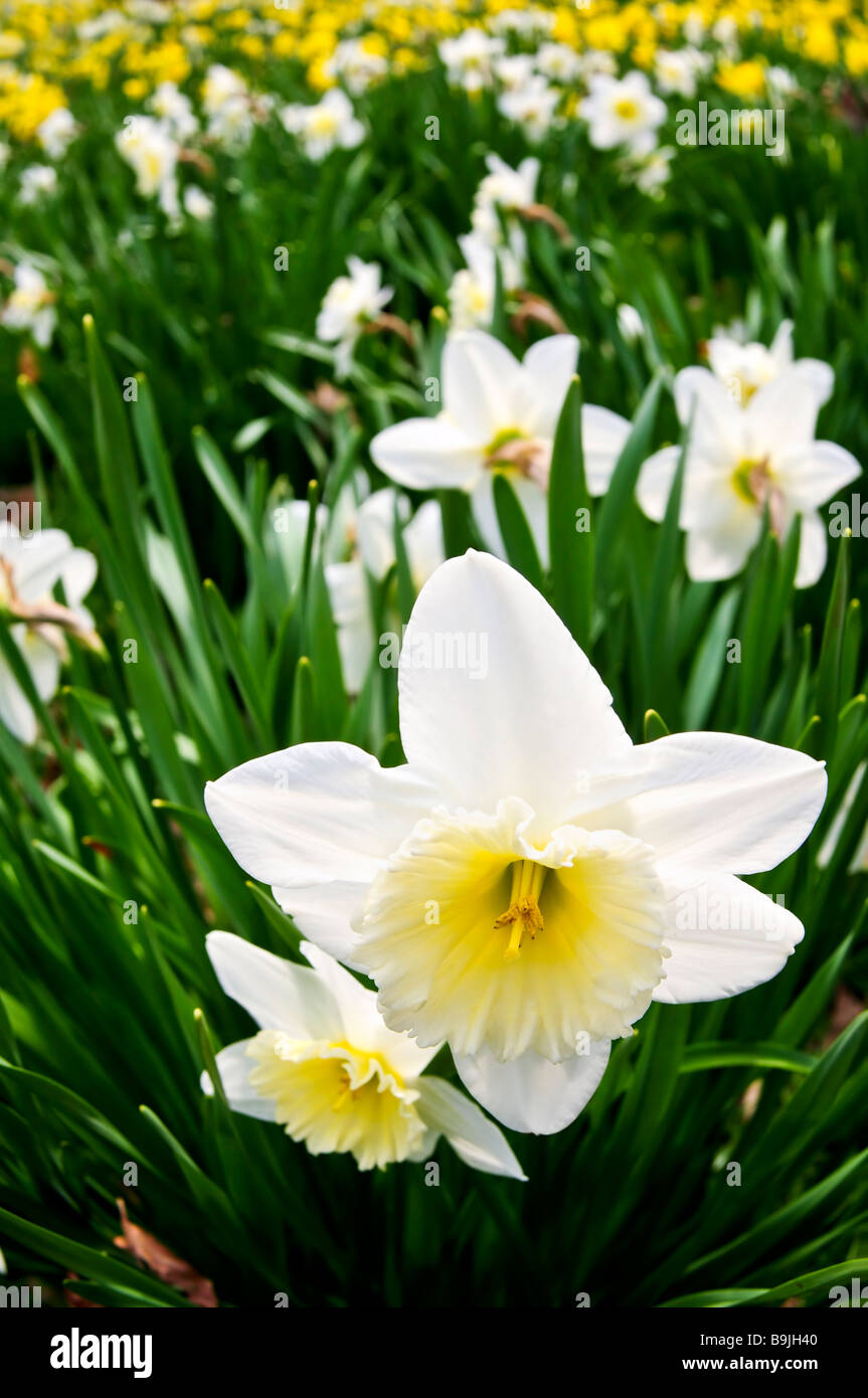 Field of blooming daffodils in spring park Stock Photo - Alamy