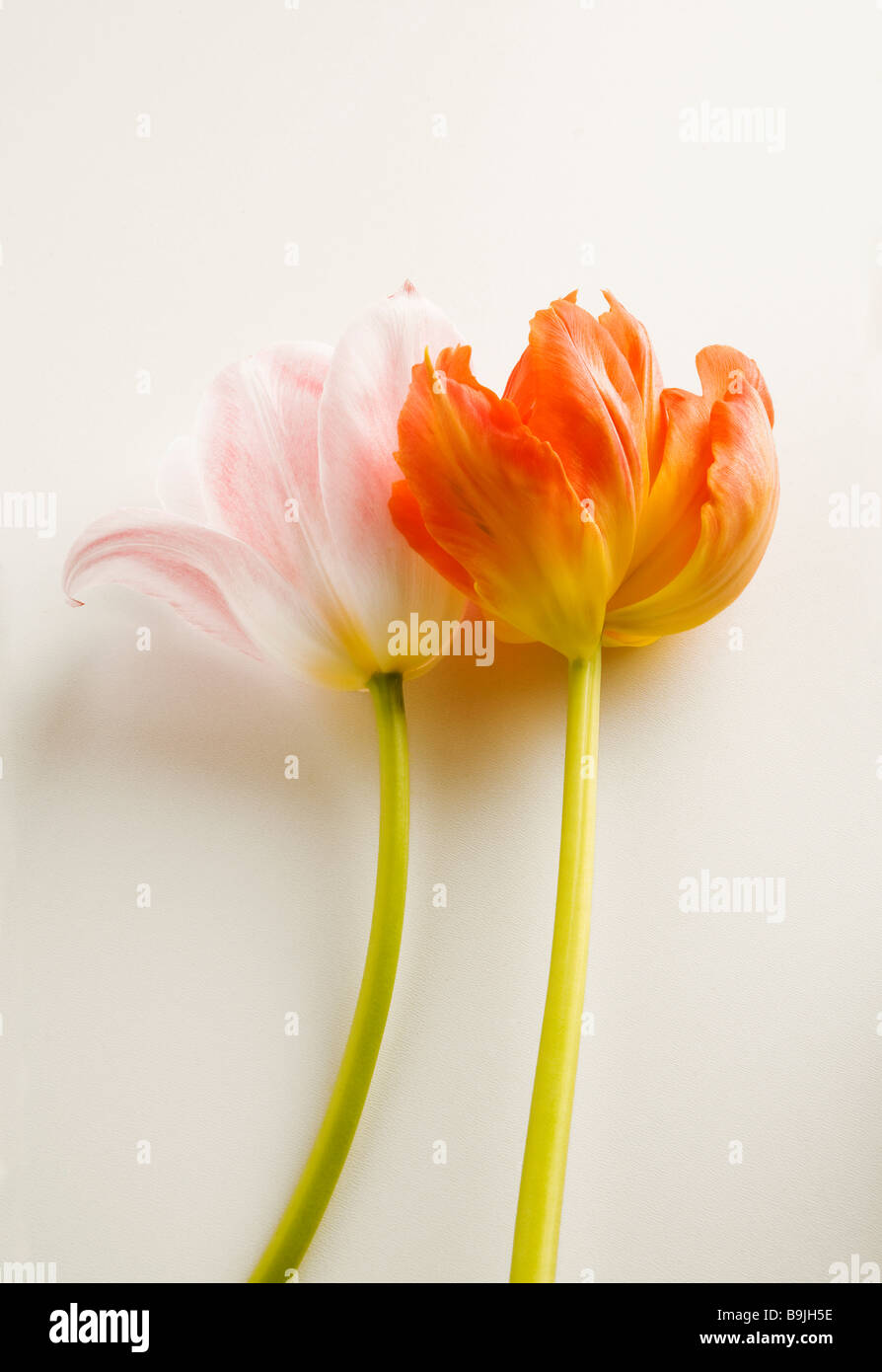 Two pink tulips growing hi-res stock photography and images - Alamy
