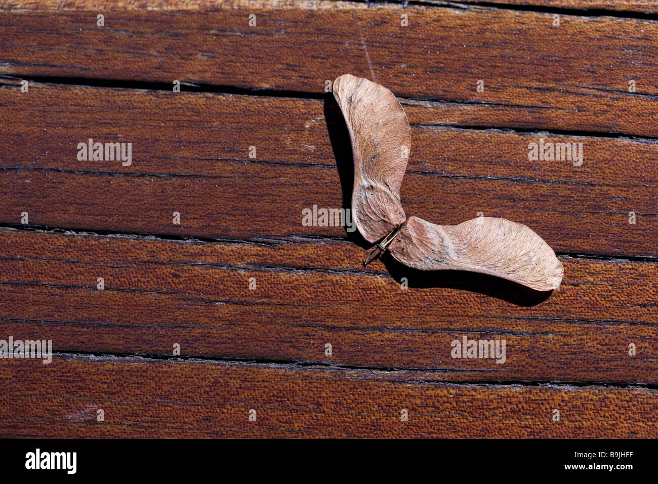 Fallen maple seeds hi-res stock photography and images - Alamy