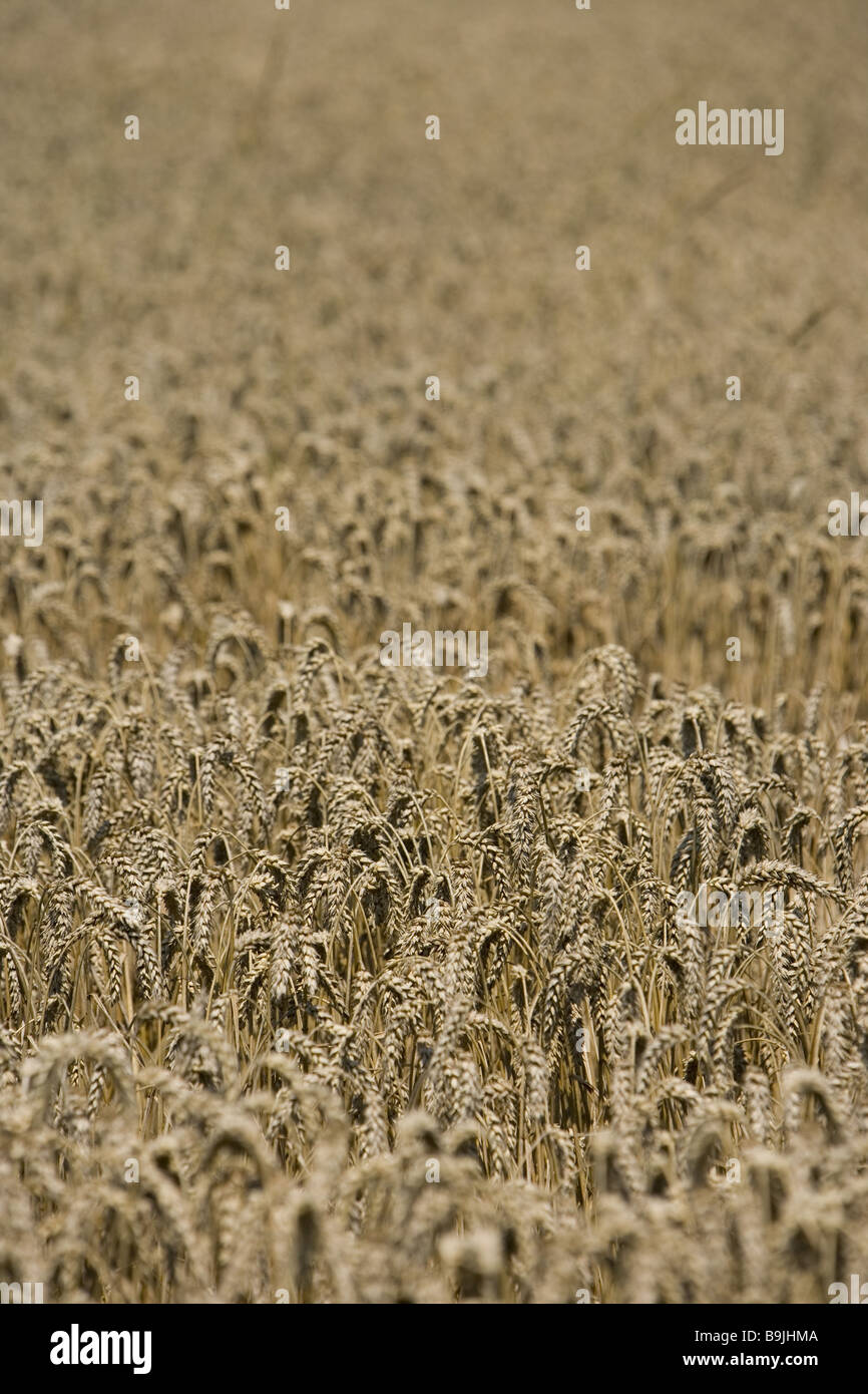 Head of wheat grains hi-res stock photography and images - Alamy