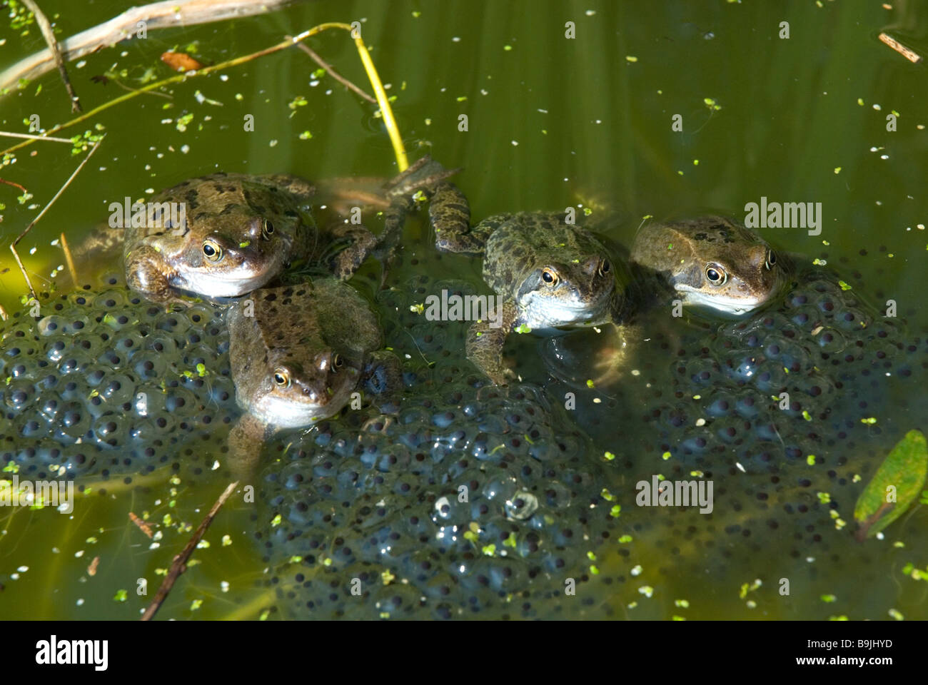 Frogs with their frogs spawn Stock Photo - Alamy
