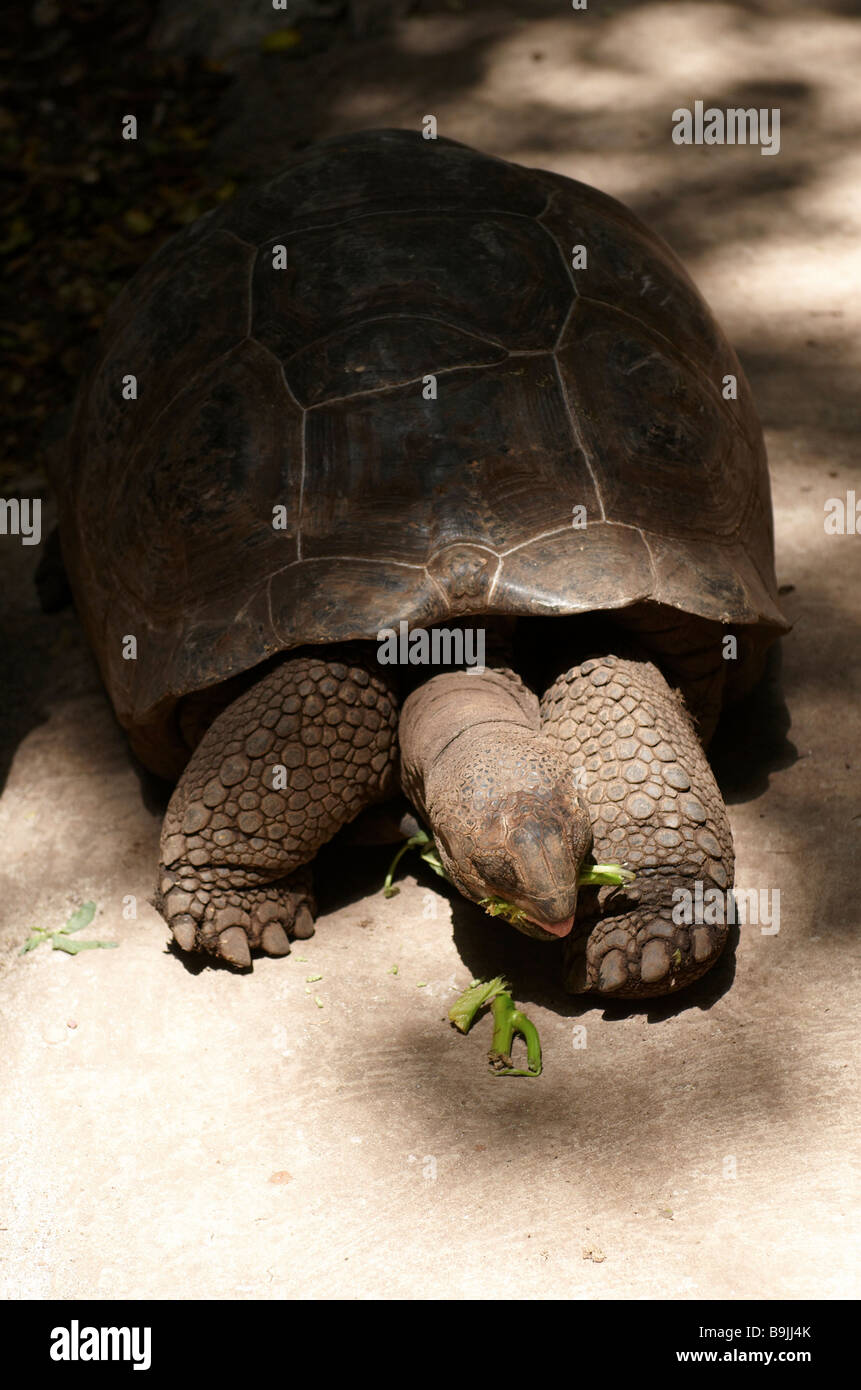 Galapagos giant tortoise and human hi-res stock photography and images ...
