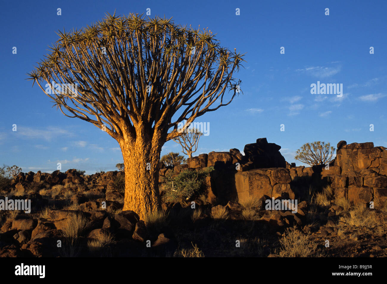 quiver tree, namibia Stock Photo - Alamy