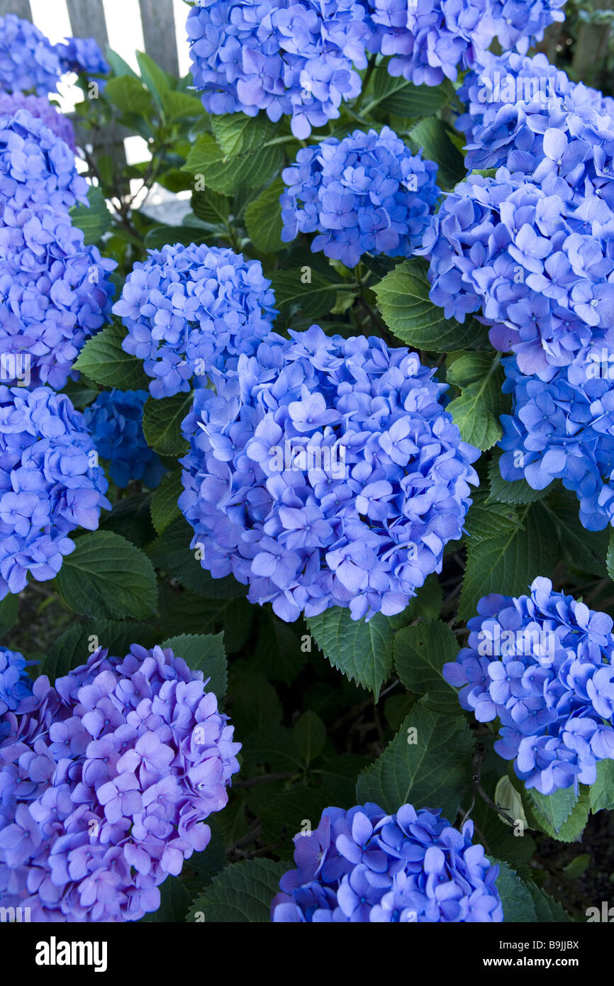 Garden-hydrangea Hydrangea machrophylla bloom blue Blooms farmer-garden ...