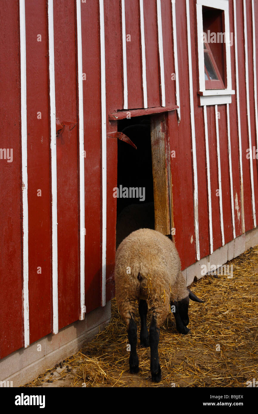 Suffolk sheep outside a red barn Stock Photo - Alamy
