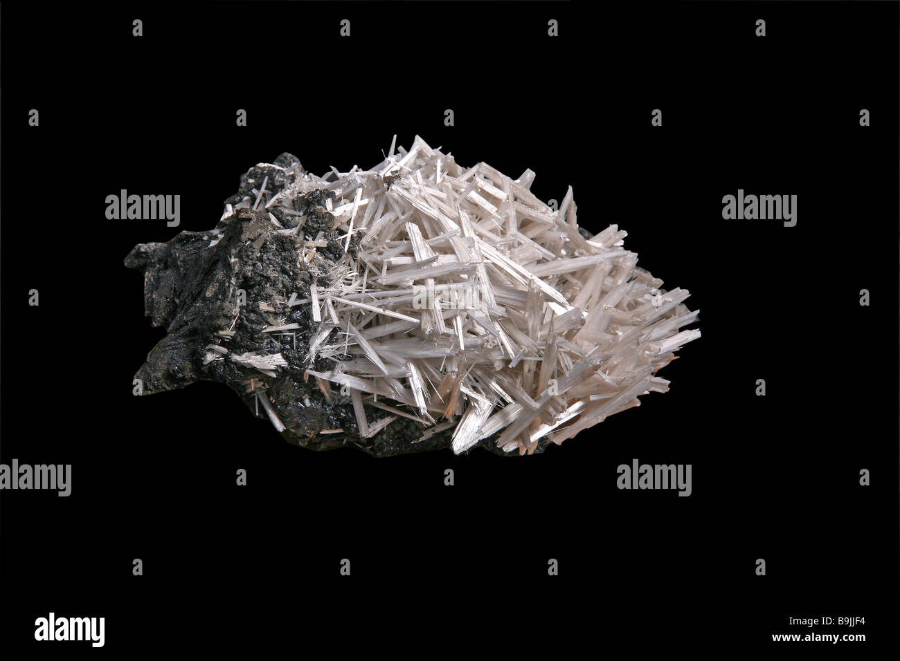 Cerrusute hi-res stock photography and images - Alamy