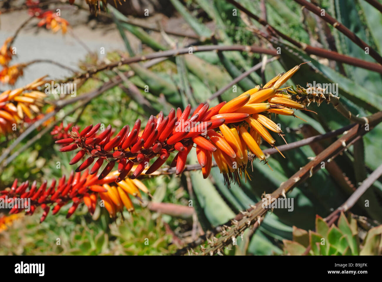 Aloe plant hi-res stock photography and images - Alamy