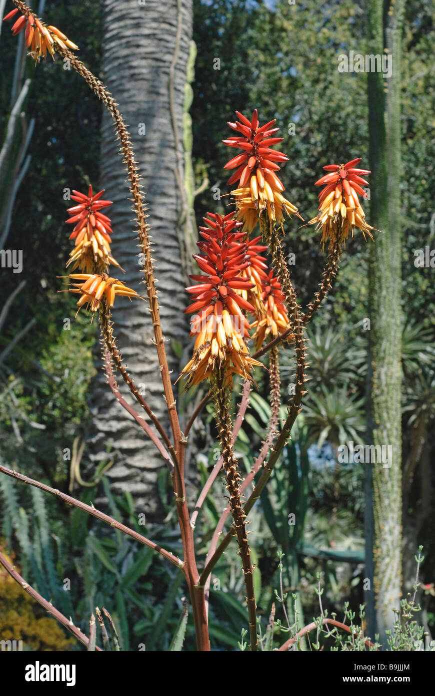 Aloe Plant close up of the bright red flowers Stock Photo - Alamy