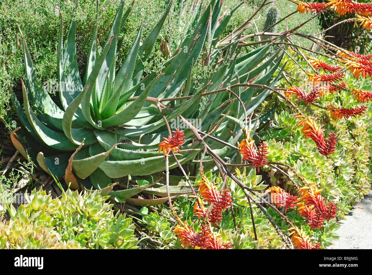 Aloe Plant with bright red flowers Stock Photo - Alamy