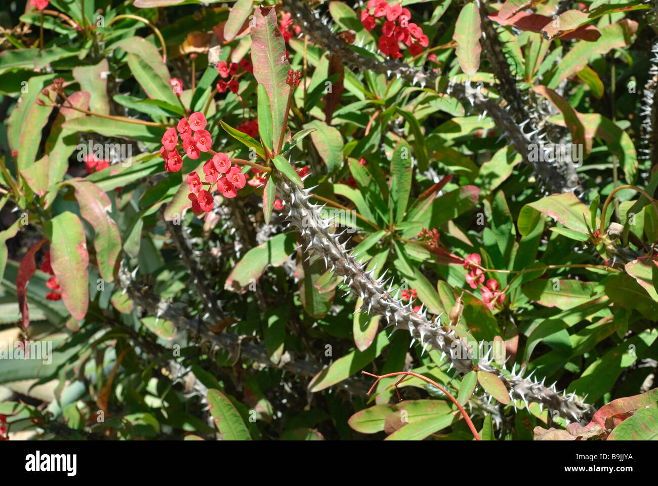 Red thorns hi-res stock photography and images - Alamy