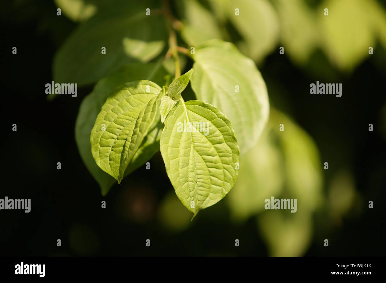 closeup of green leafs and vegetation in forest Stock Photo - Alamy