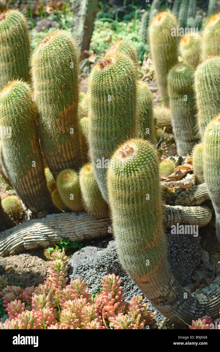 Notocactus leninghausii, Lemon Ball Cactus Stock Photo - Alamy