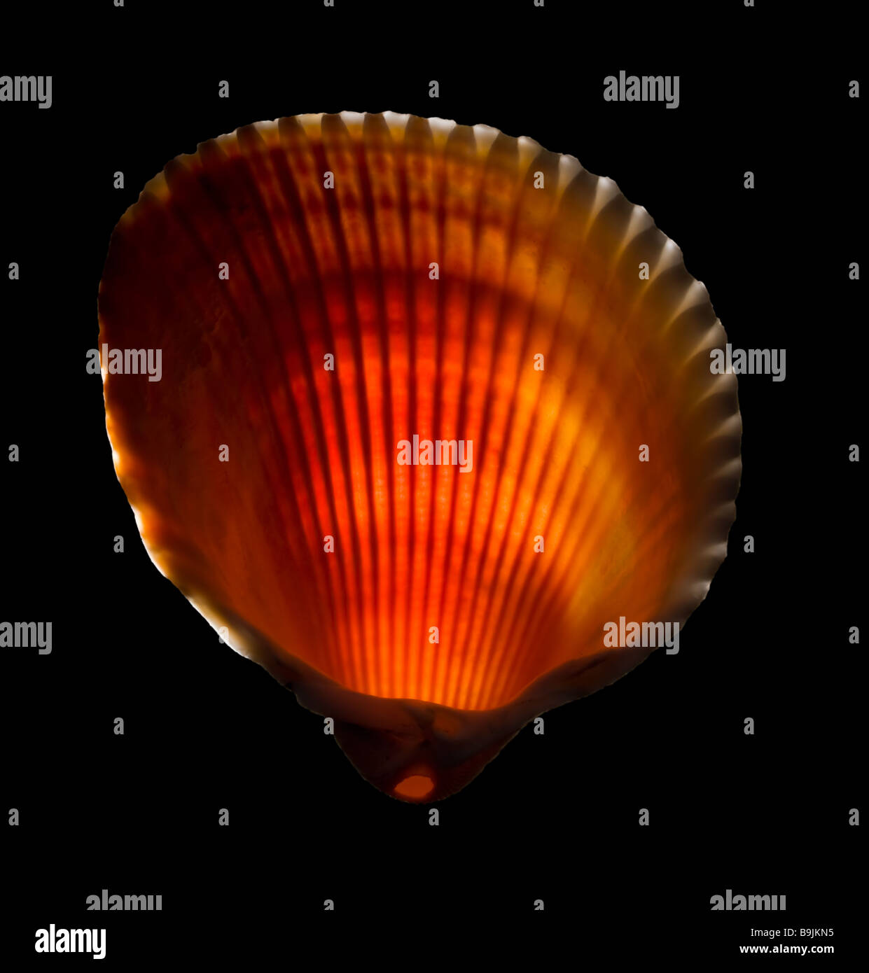 Glowing shell hi-res stock photography and images - Alamy