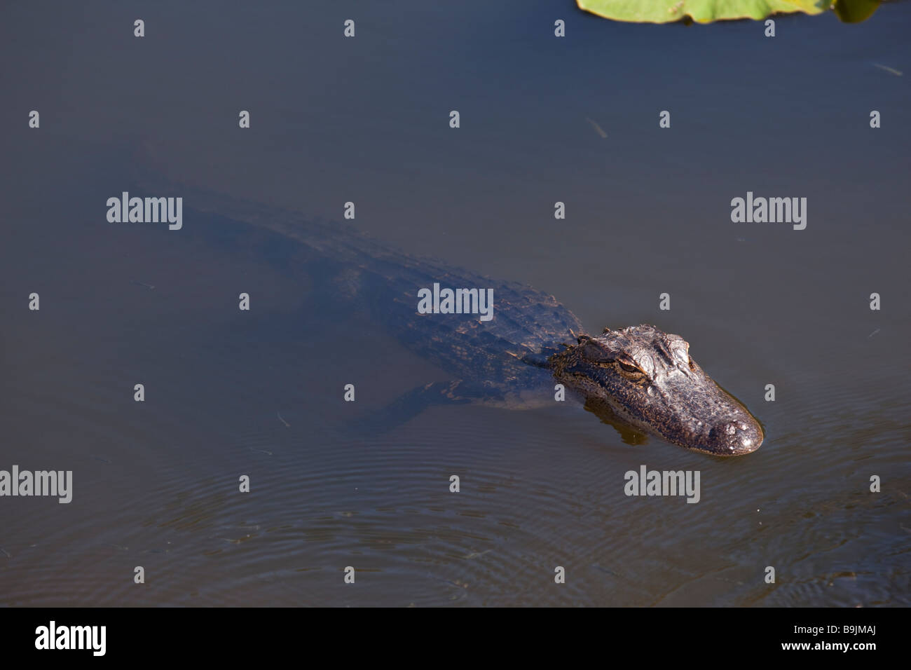Young american alligator floating in a small pond in Florida Stock ...