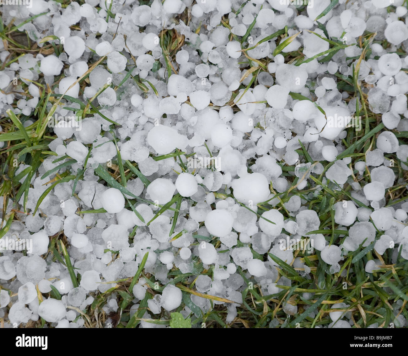 Meadow hailstones grass ice-grain weathers storms thunderstorms hail ...