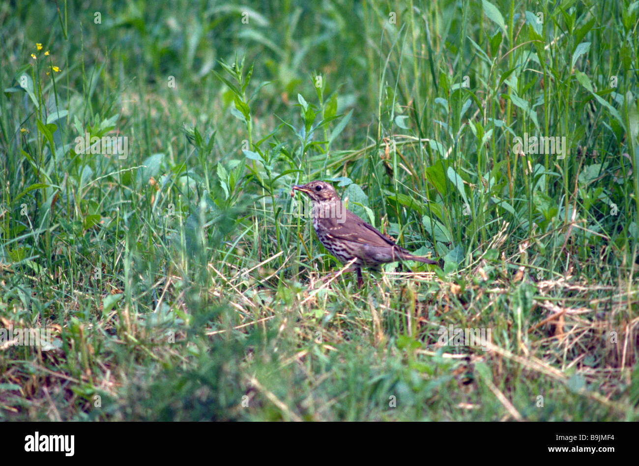 Blackbird turdus merula female worm hi-res stock photography and images ...