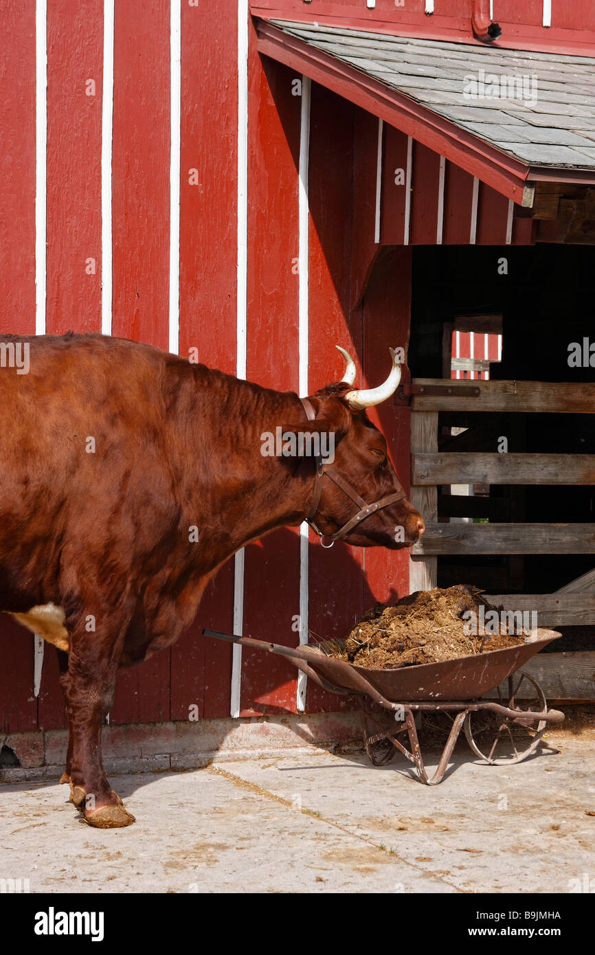 The brown bull in the farm scene countryside nobody vertical rural Ohio ...