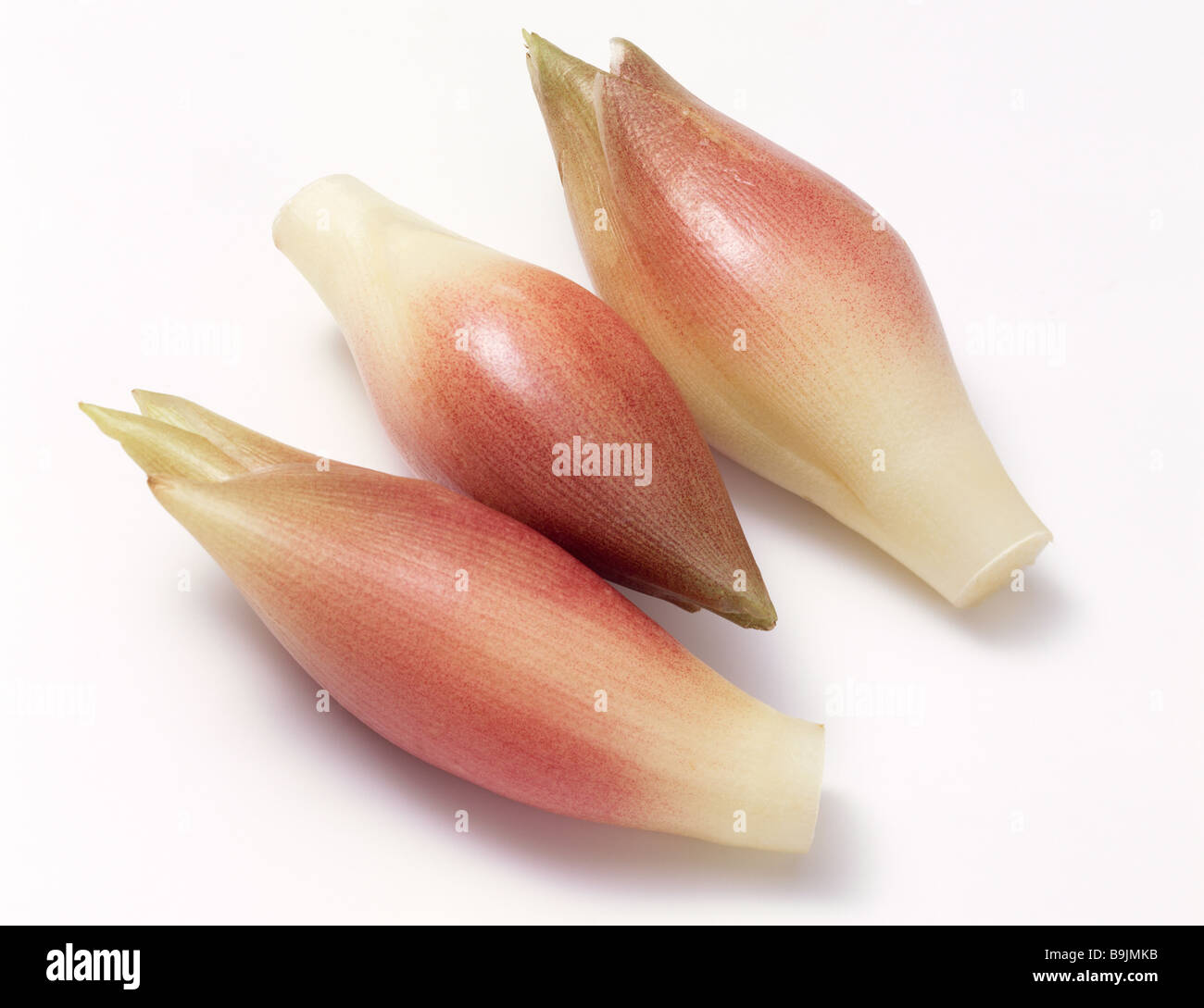 Horizontal ginger hi-res stock photography and images - Alamy
