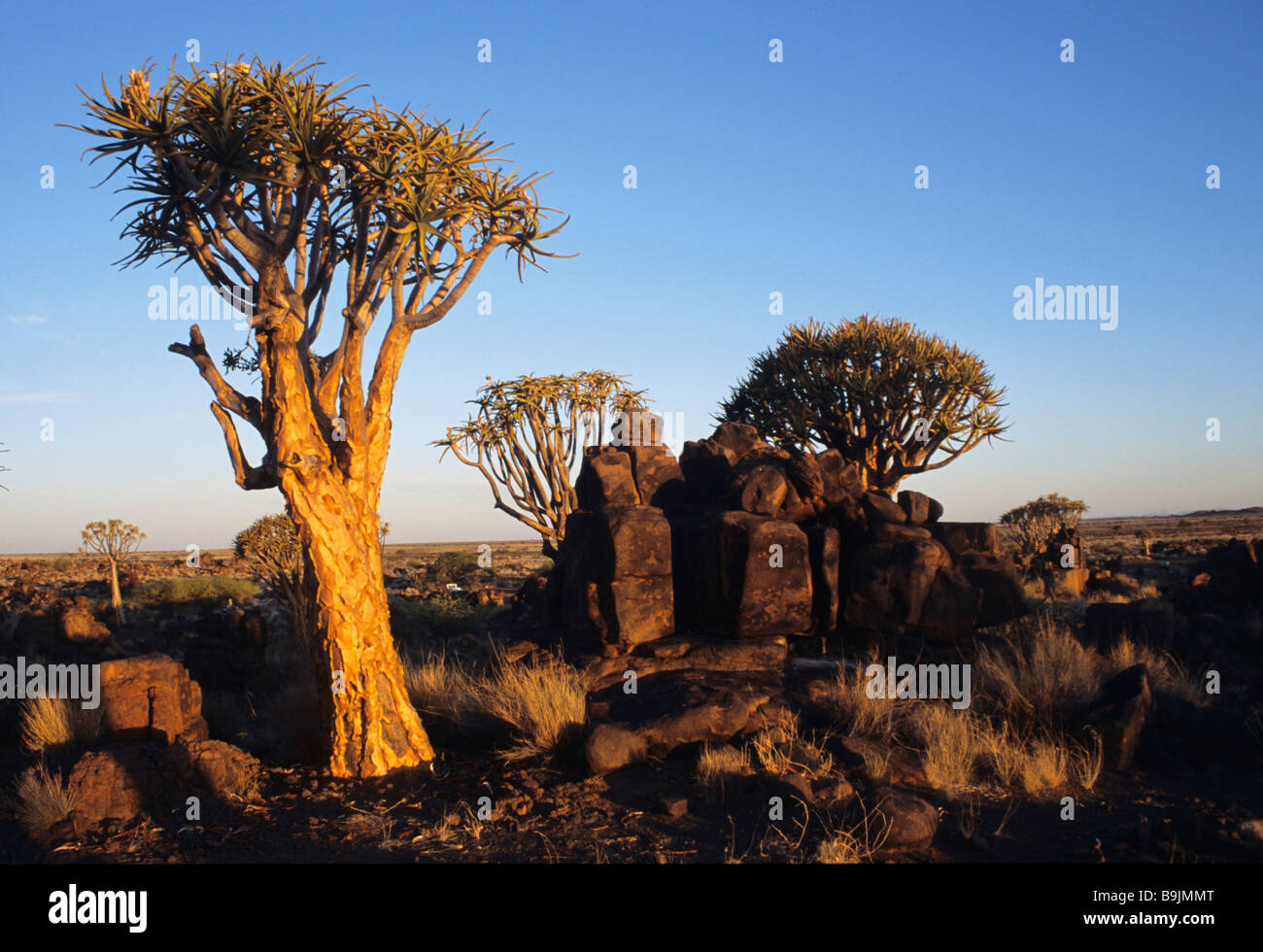 quiver tree, namibia Stock Photo - Alamy