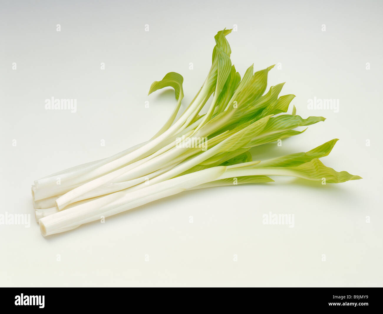 Urui hi-res stock photography and images - Alamy