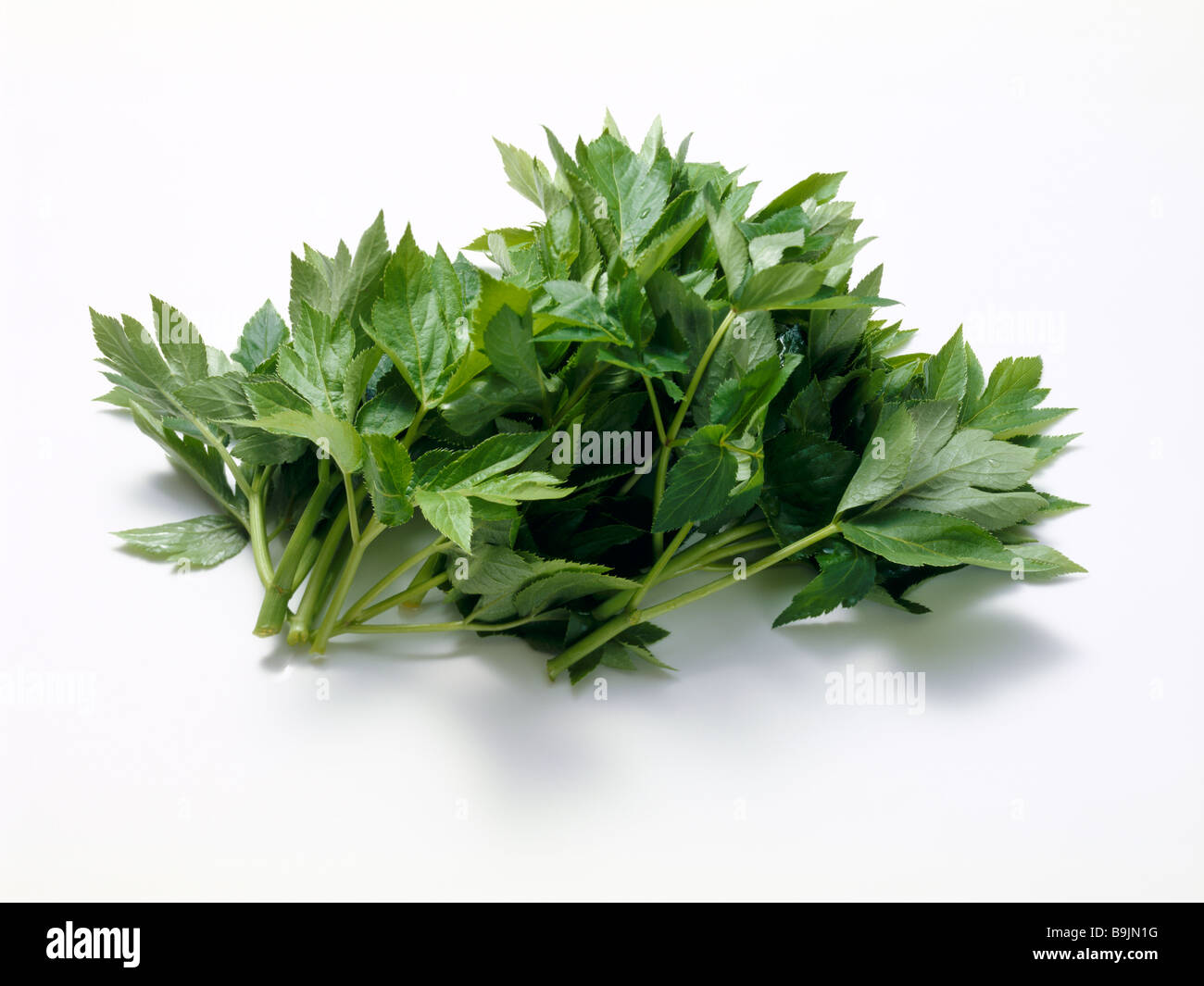 Ashitaba hi-res stock photography and images - Alamy