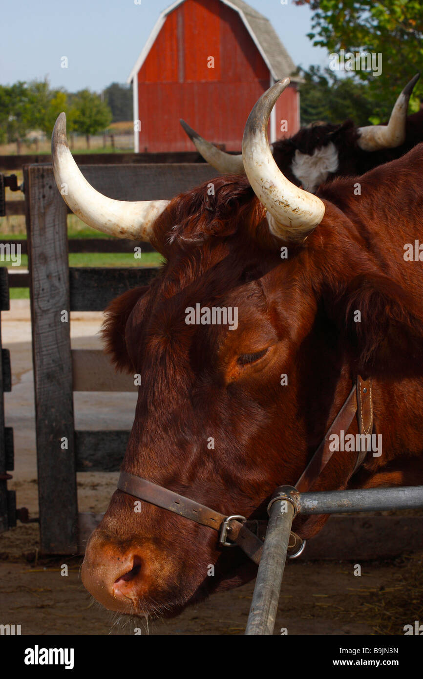 Bull head hi hi-res stock photography and images - Alamy