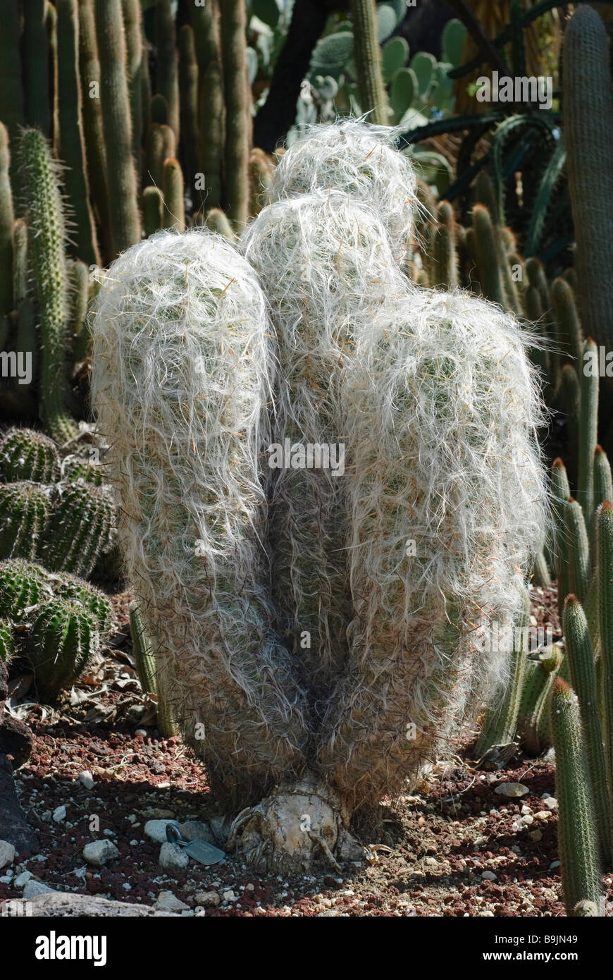 Grandfather cactus hi-res stock photography and images - Alamy