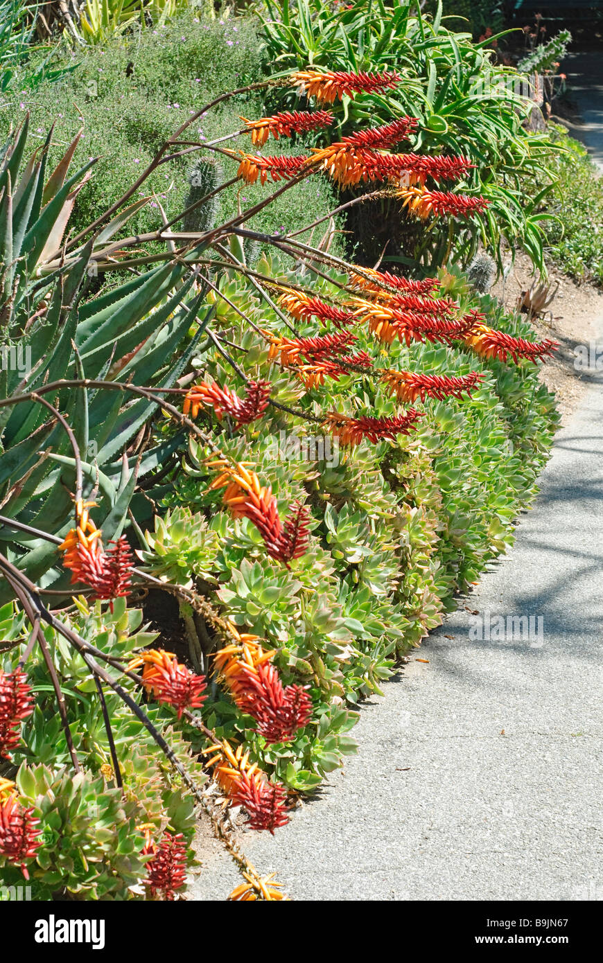 Aloe plant hi-res stock photography and images - Alamy