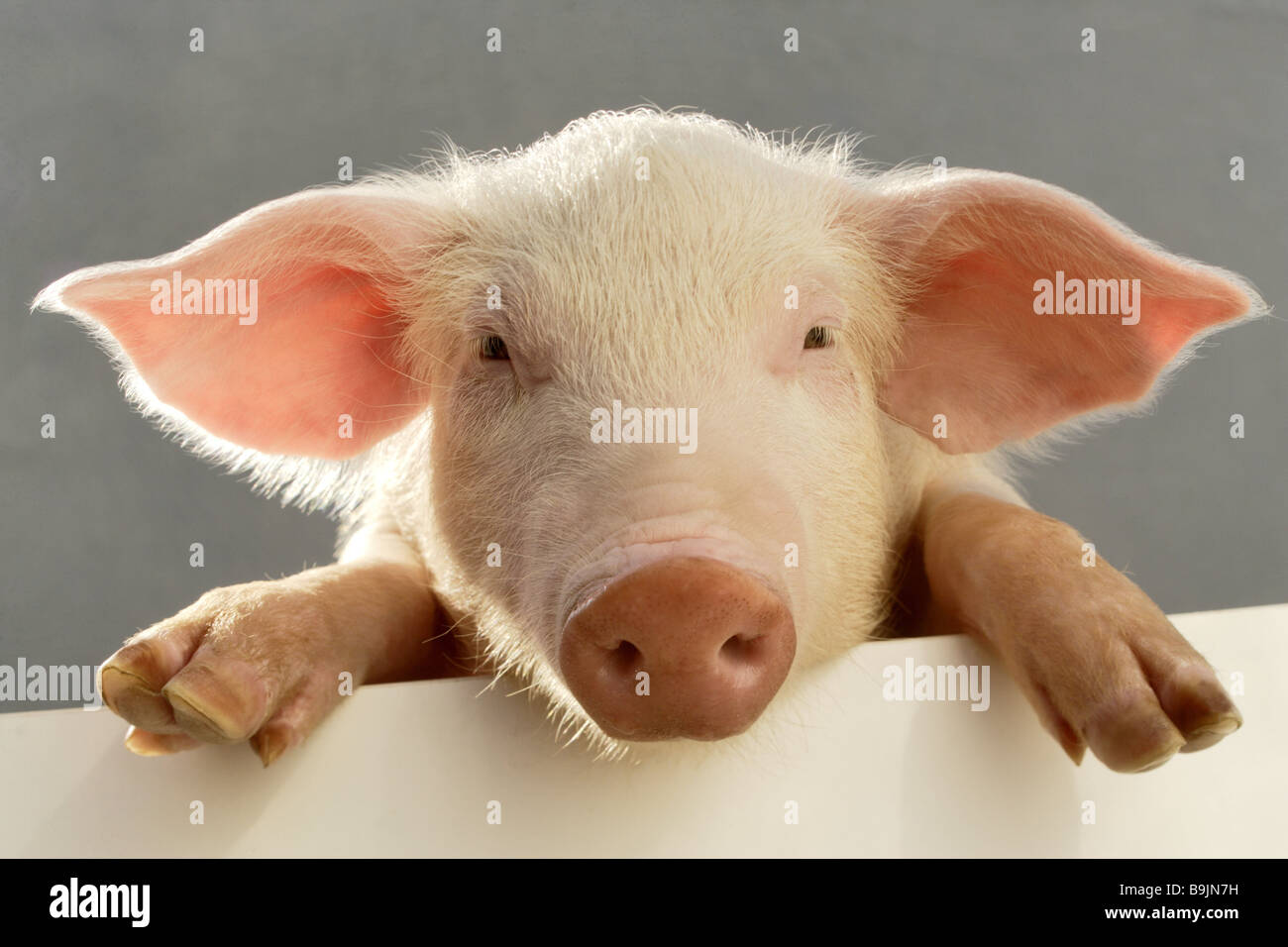 Piglets wall portrait over-see animal mammal young young useful-animal ...