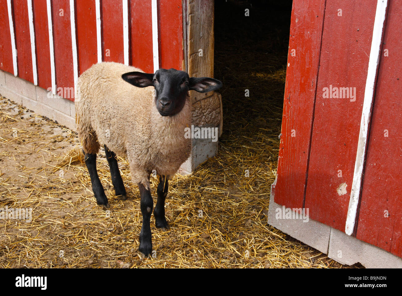 Red Black Barn High Resolution Stock Photography and Images - Alamy