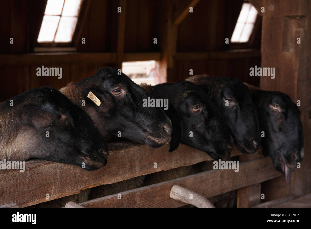 Sheep inside hi-res stock photography and images - Alamy
