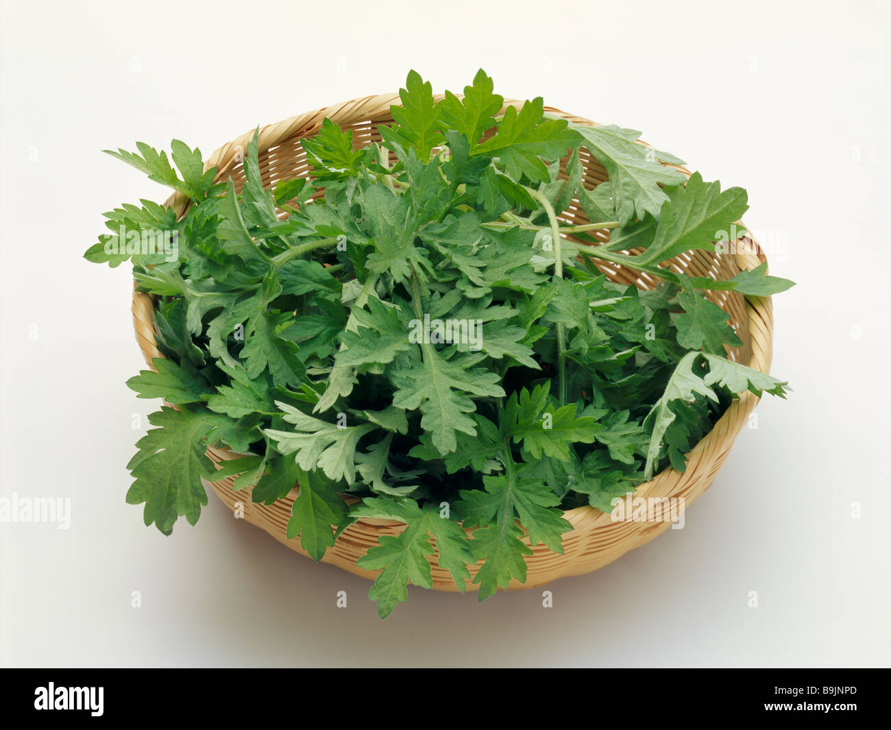 White and mugwort hi-res stock photography and images - Alamy