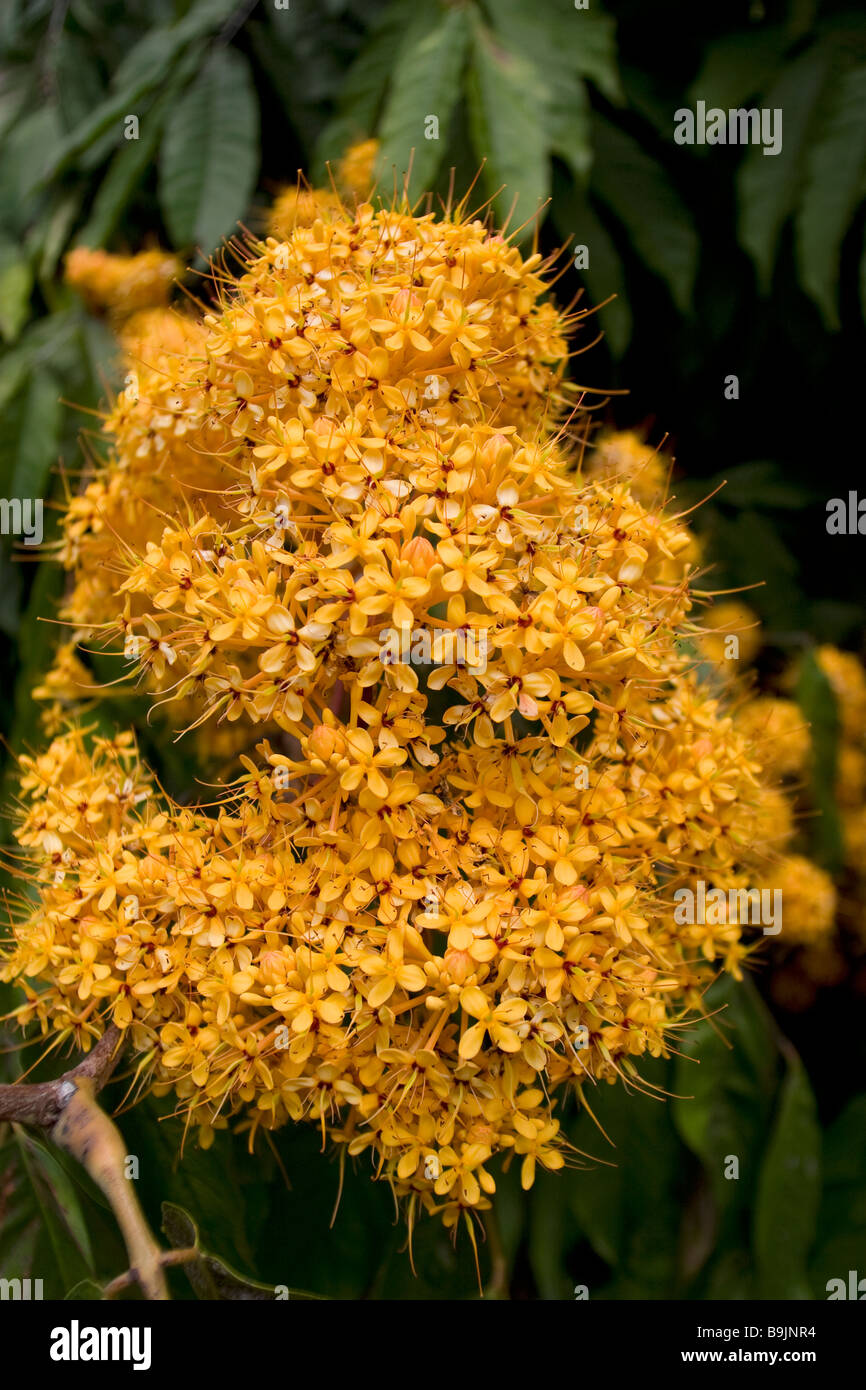 Big bunch of flowers hi-res stock photography and images - Alamy