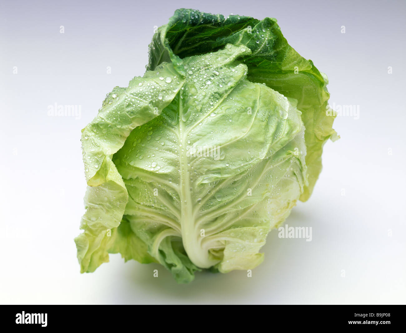 Cabbage horizontal hi-res stock photography and images - Alamy