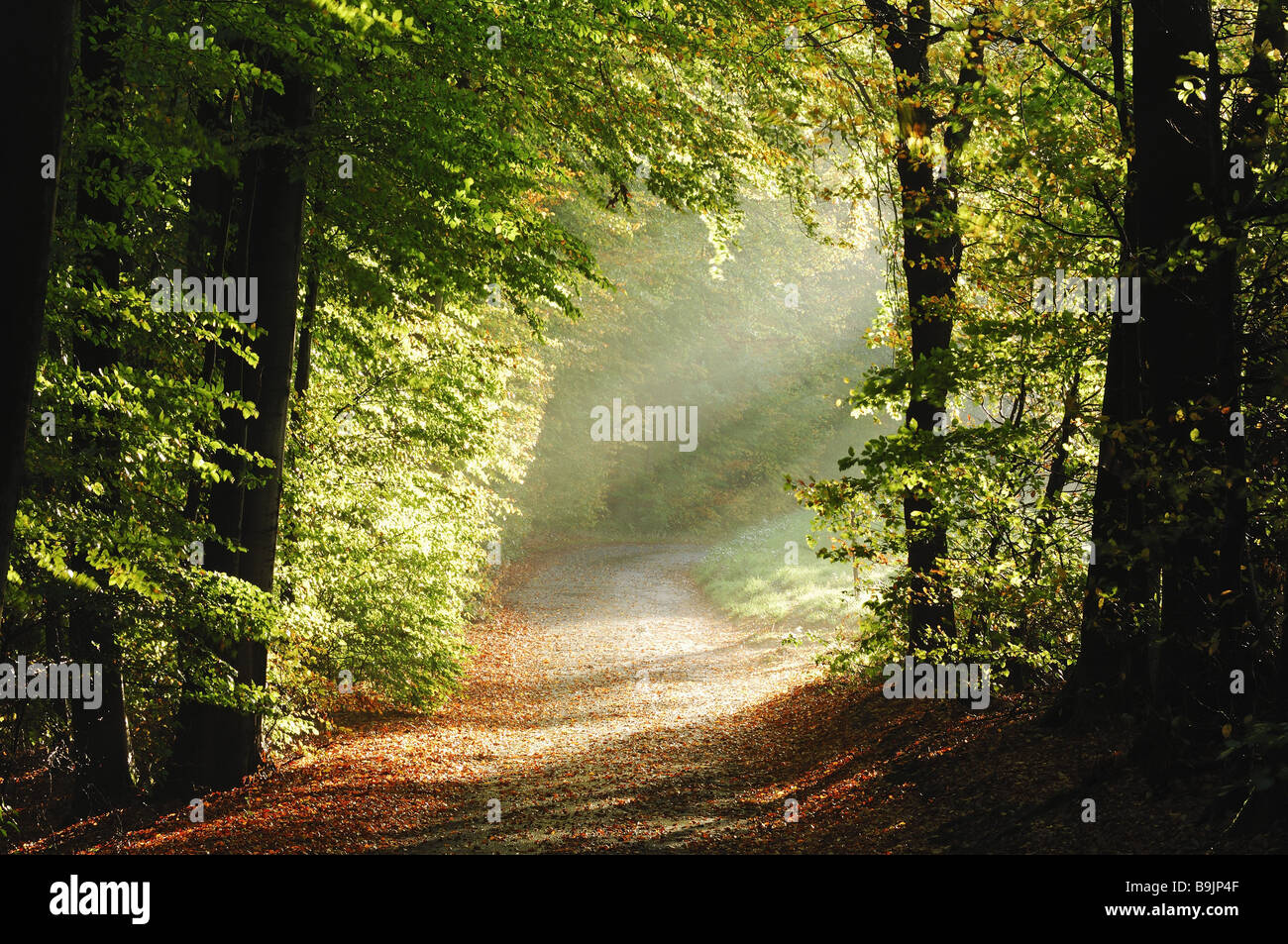 Forest path morning-sun Germany Bavaria Spessart Stock Photo - Alamy