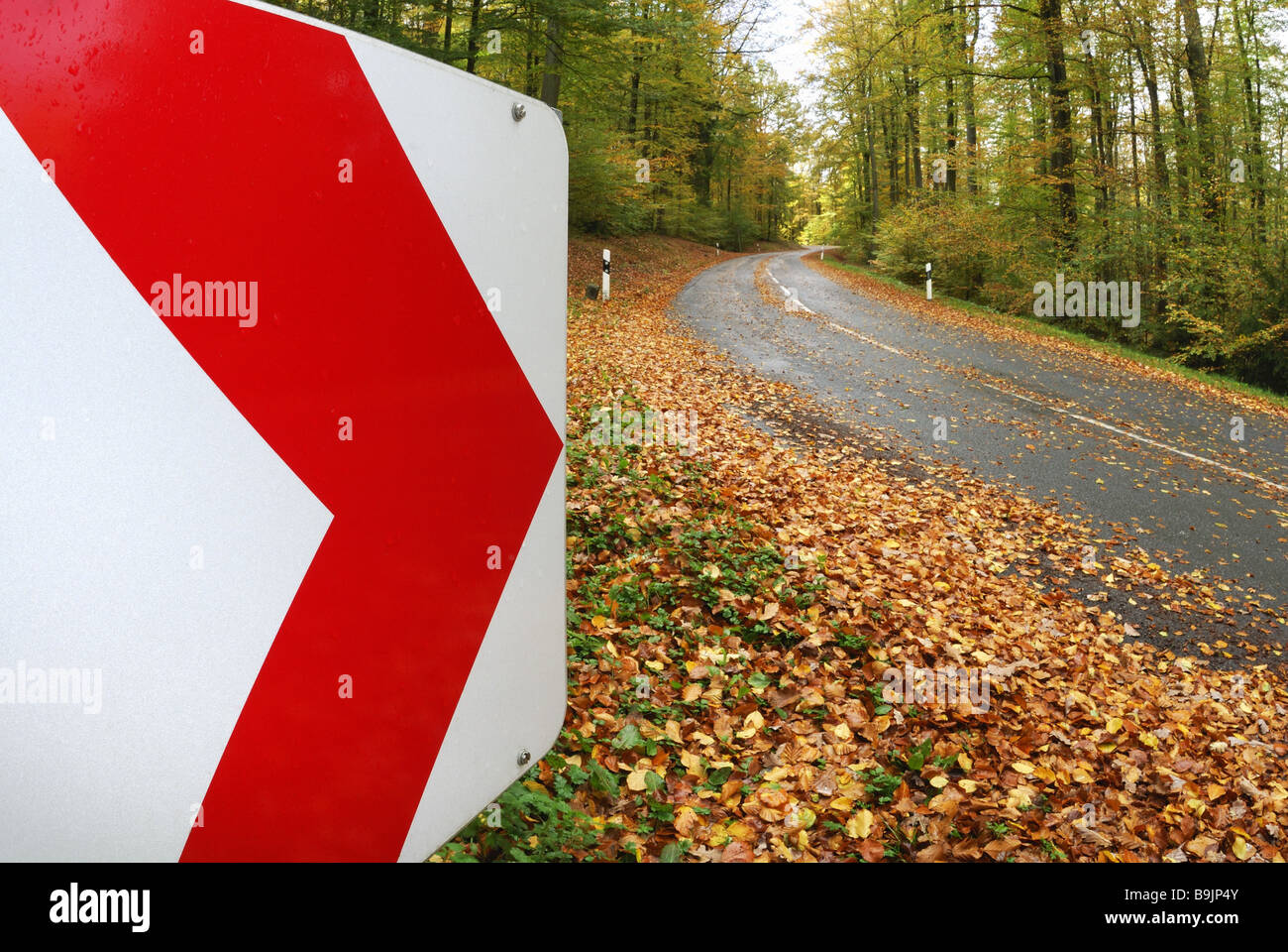 Forest street sign arrow autumn Respect leaves beech-forest national ...