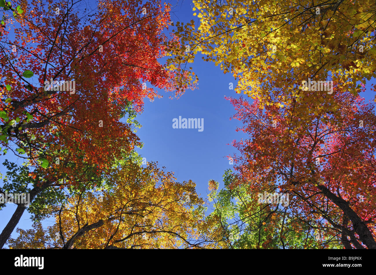 Trees leaves autumn-coloring colorfully heaven blue Acer Acer spec ...