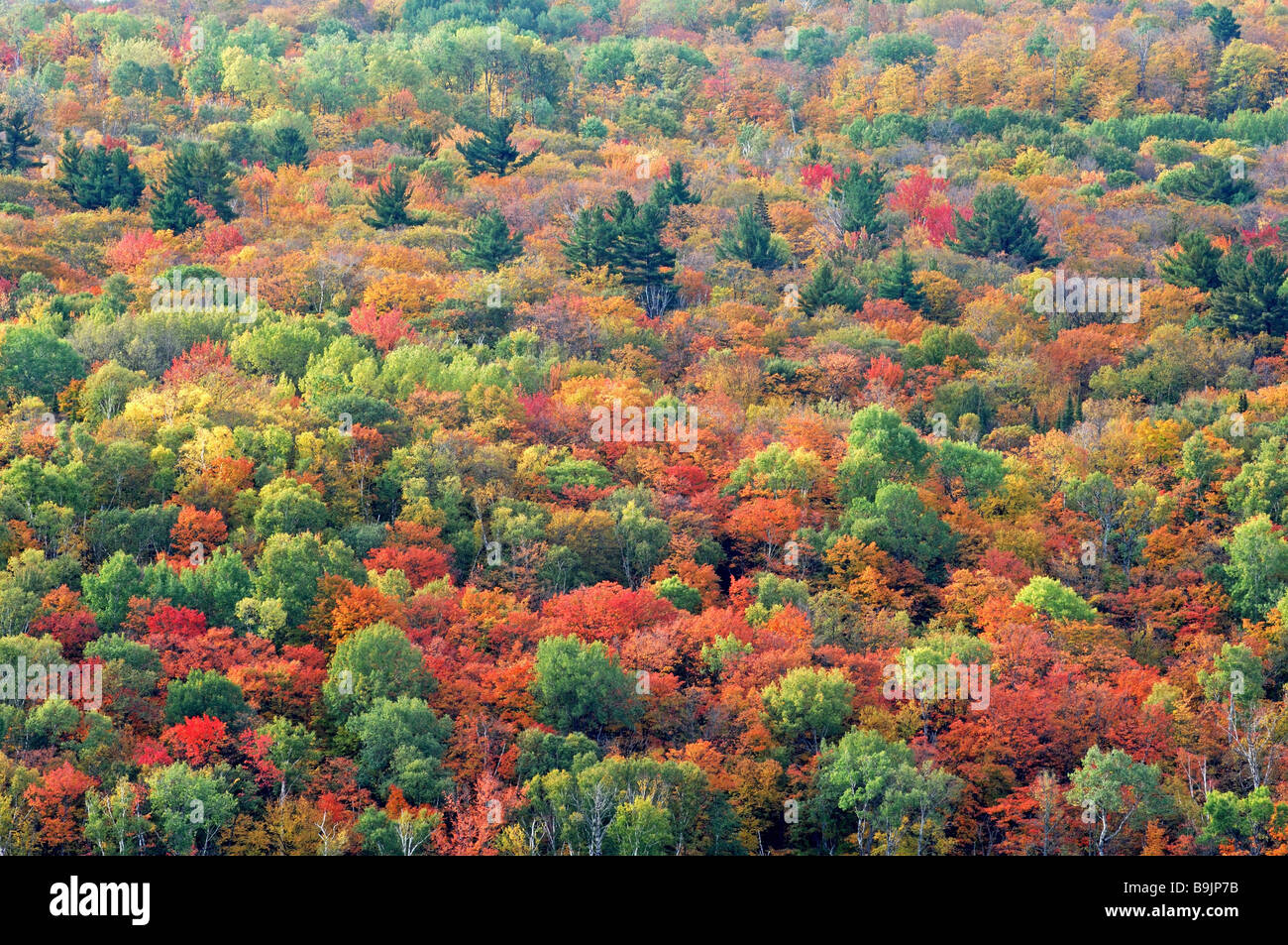 mixed forest autumn Stock Photo - Alamy