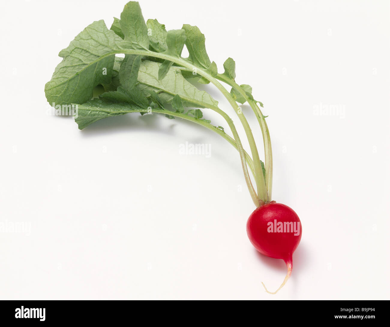 Vegetables as radish Cut Out Stock Images & Pictures - Alamy