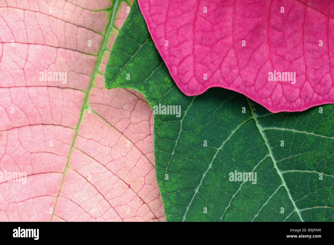 Light colored leaf patterns hi-res stock photography and images - Alamy