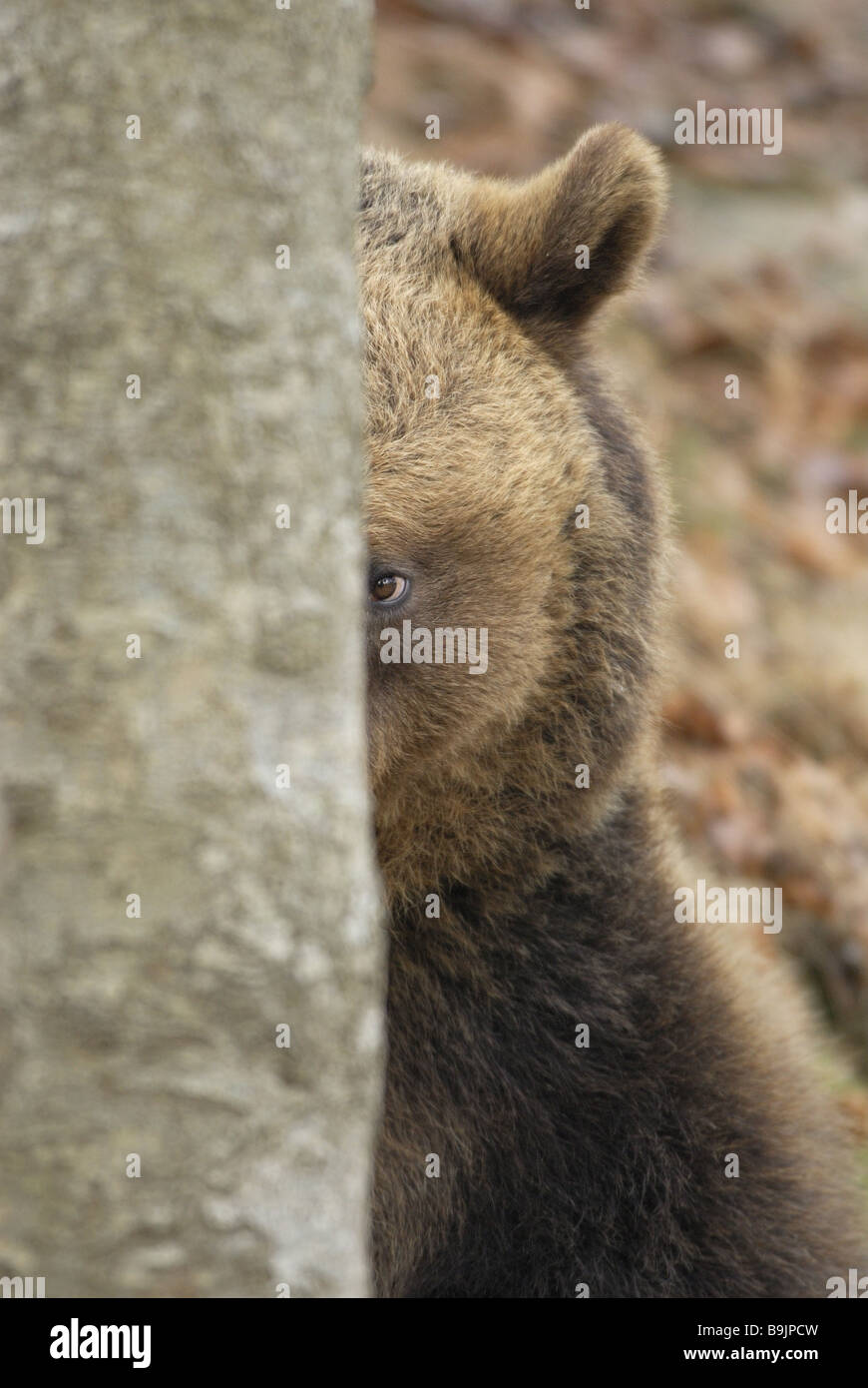 brown-bear log detail Stock Photo - Alamy