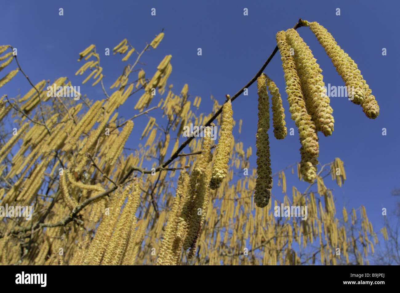 Hazelnut-tree branches inflorescence Stock Photo - Alamy