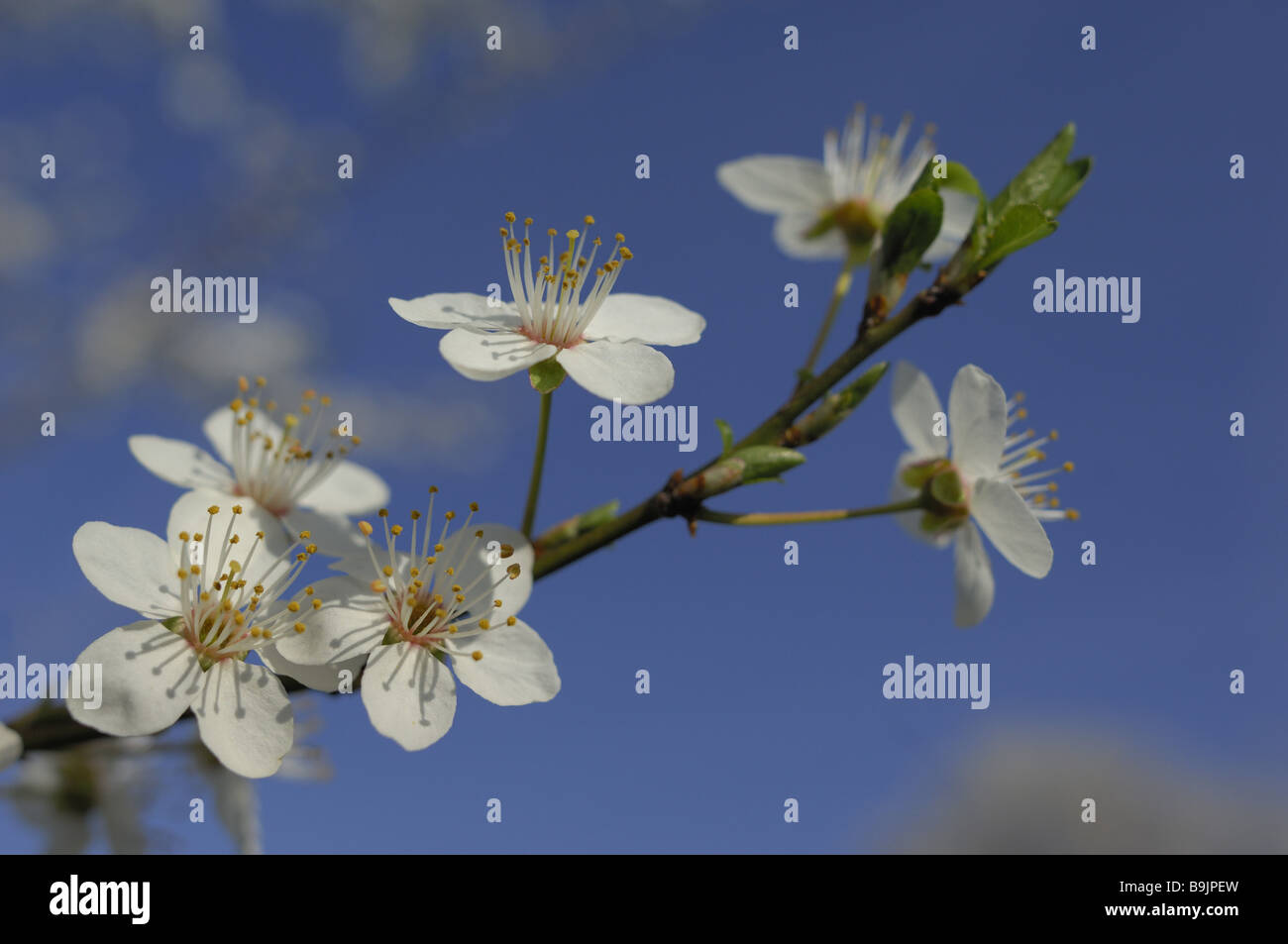 Plum-cherry branch bloom spring Stock Photo - Alamy