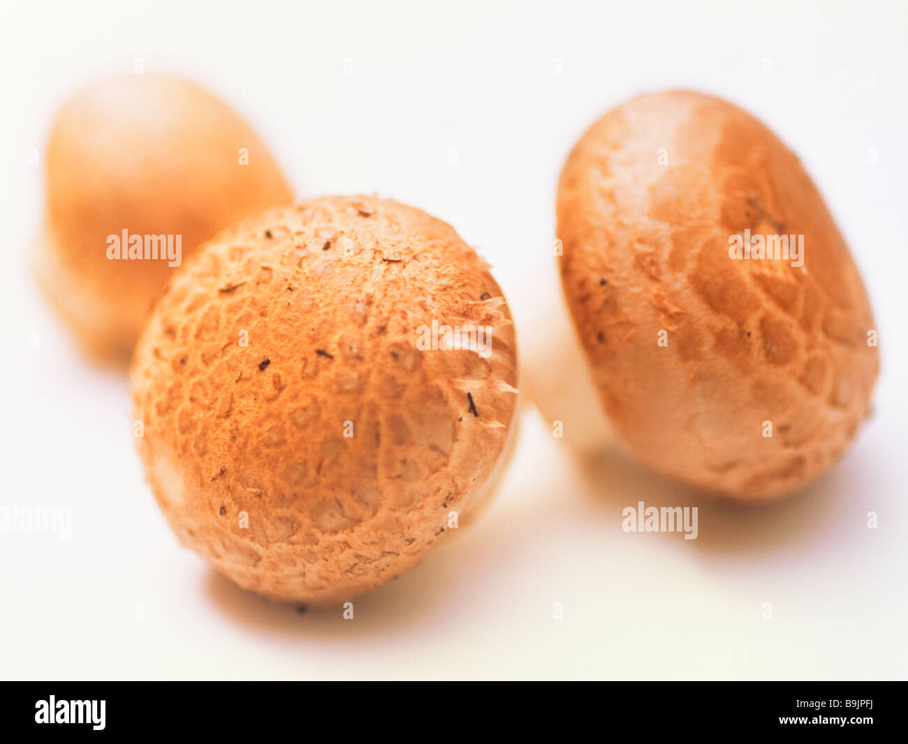 Shiitake hi-res stock photography and images - Alamy
