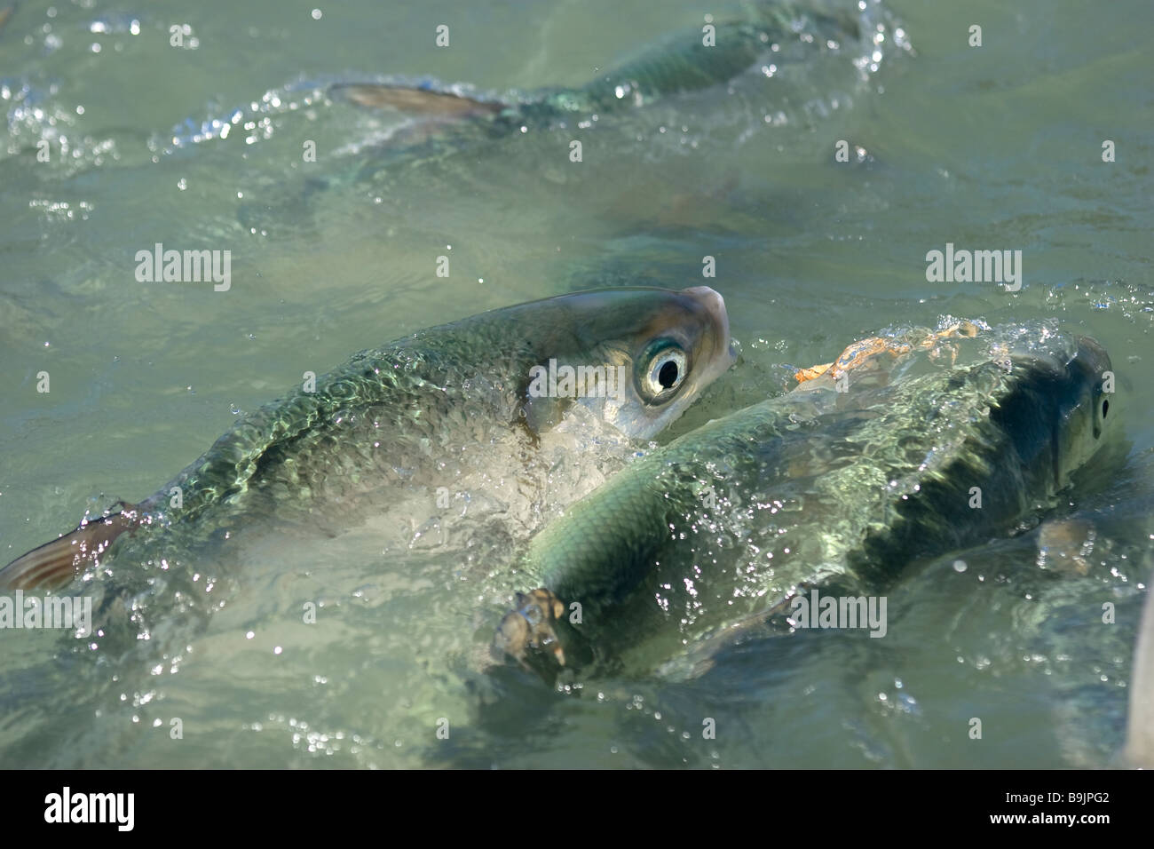Fish swim at a tourist attraction in Darwin, Australia, where thousands ...