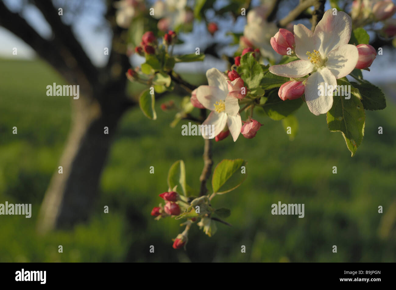 Apple tree branch bloom spring Stock Photo - Alamy