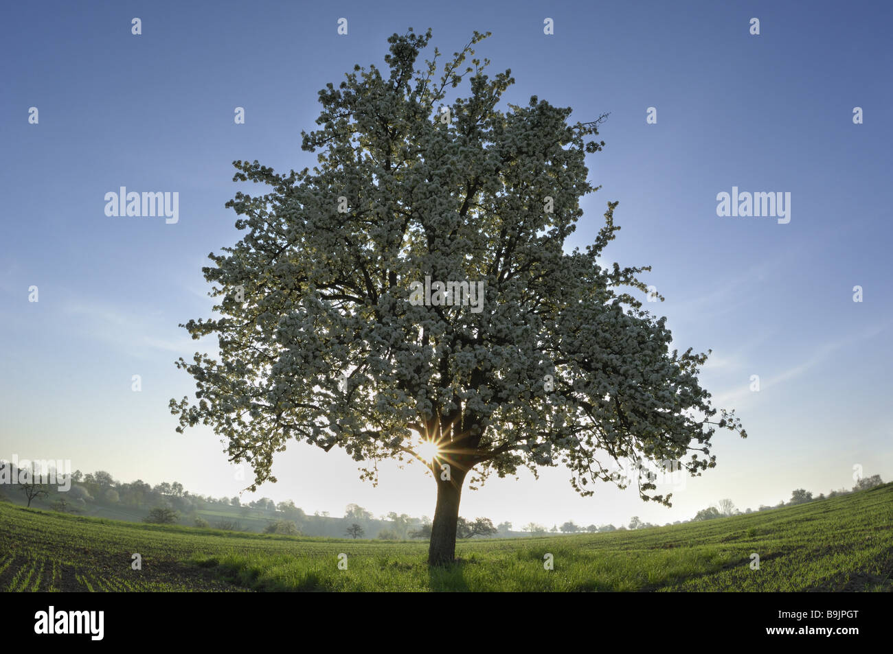pear-tree bloom spring sun back light Stock Photo - Alamy