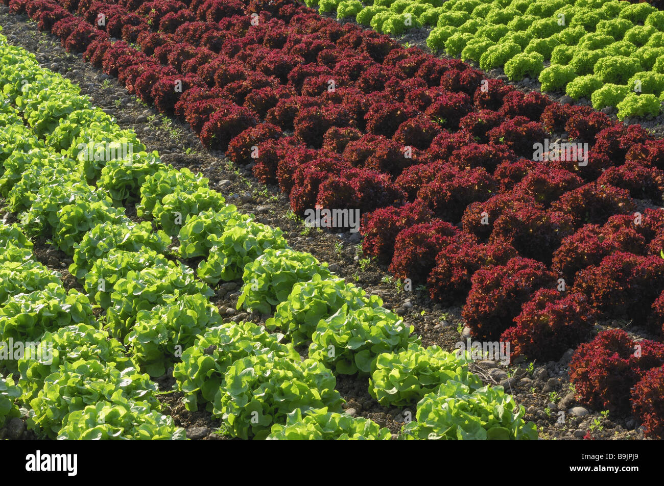 field vegetable-cultivation salad salad-heads Stock Photo - Alamy