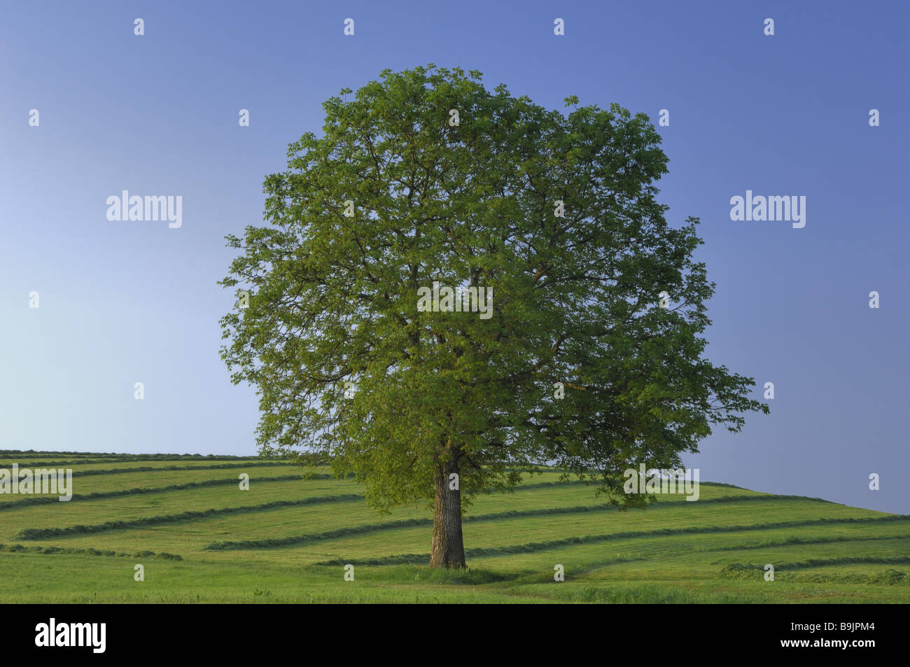 Rows of walnut trees hi-res stock photography and images - Alamy