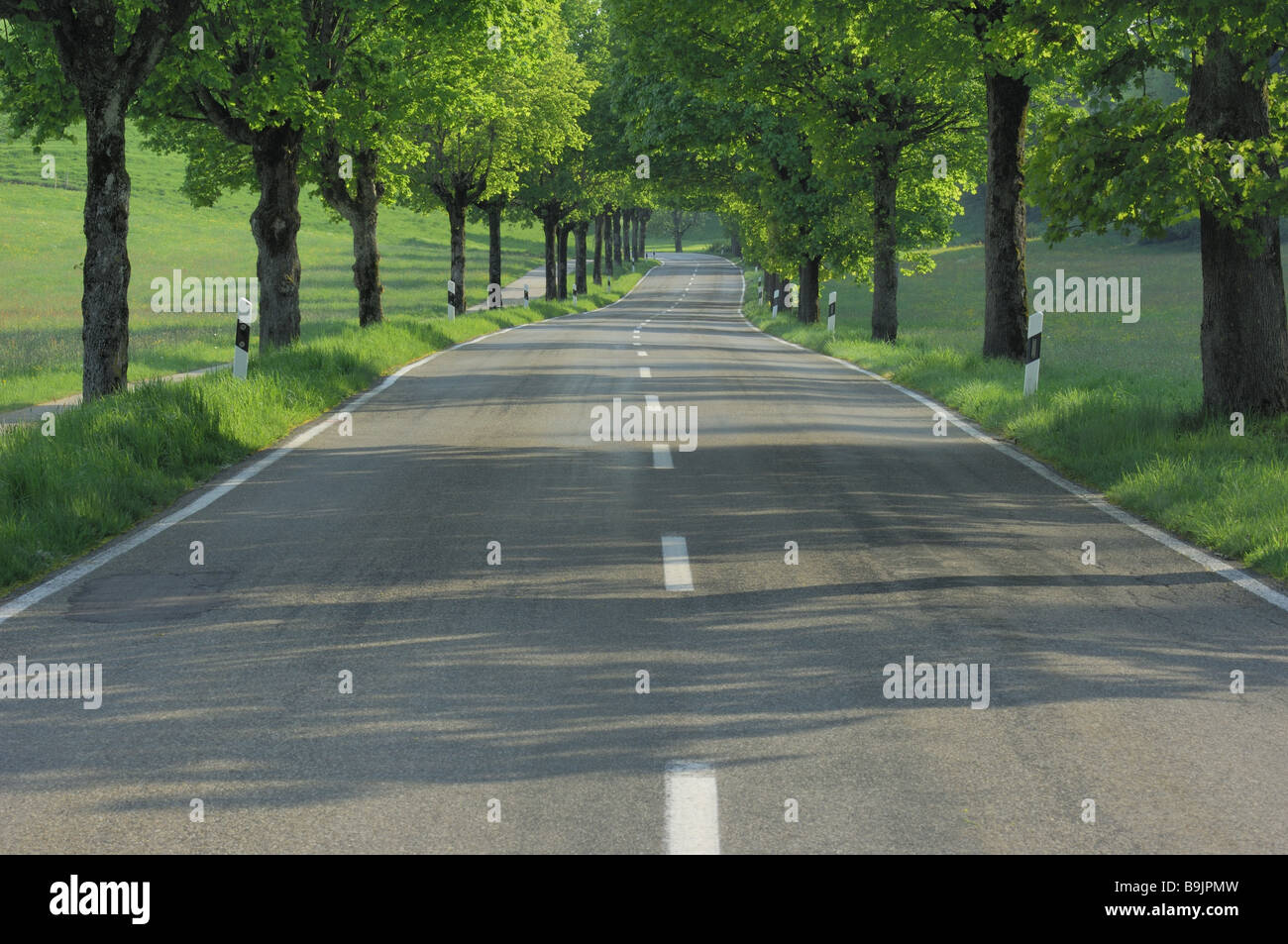 Avenue maple-trees street spring Stock Photo - Alamy